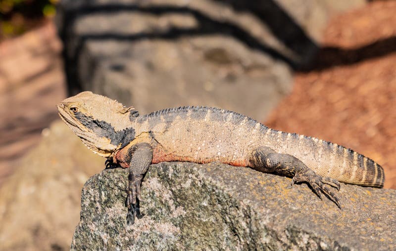 A Lizard Sunbathing on Rocks Stock Photo - Image of dragon, national ...