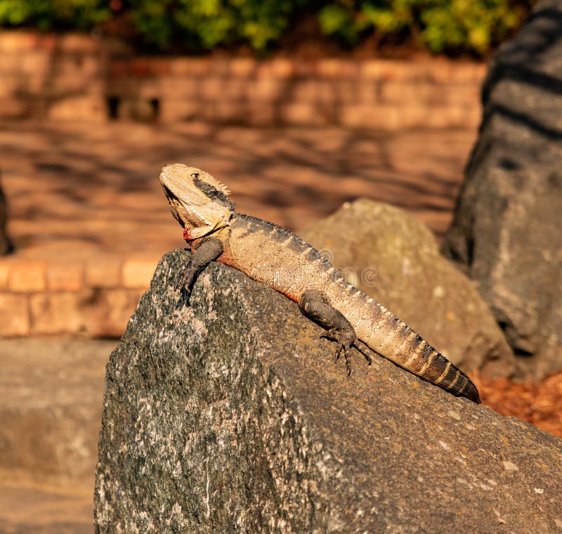 A Lizard Sunbathing on Rocks Stock Photo - Image of protection, organic ...