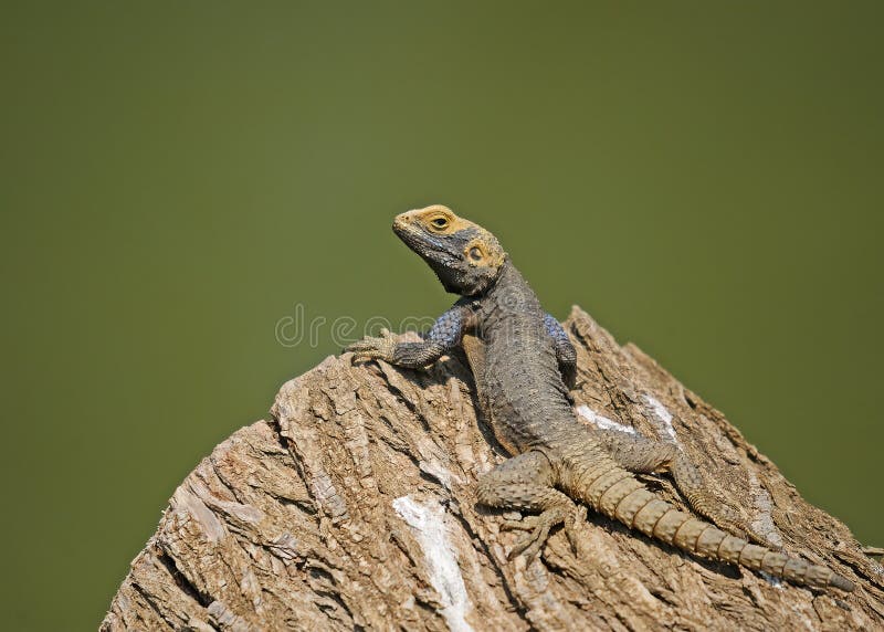 Lizard Sunbathing on a Stone Stock Photo - Image of oviparous ...