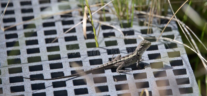 Lizard Sunbathing on the Track Stock Photo - Image of lizard, national ...