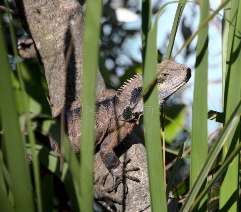 Lizard Sunbathing on the Tree Stock Image - Image of outdoor, tree ...