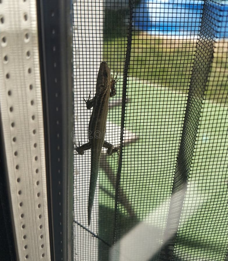 Lizard Sunbathing on the Windows Stock Image - Image of lizard ...