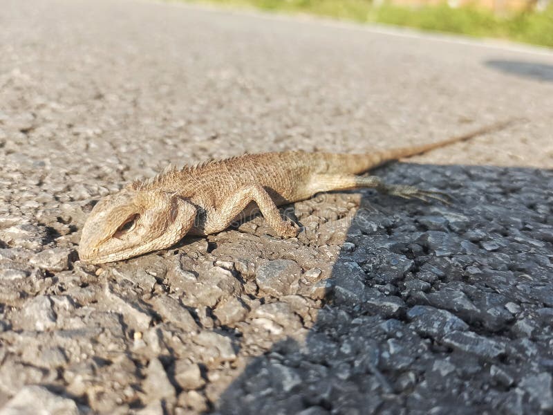 Lizard Sunbathingon the Road Stock Photo - Image of turtle, amphibian ...