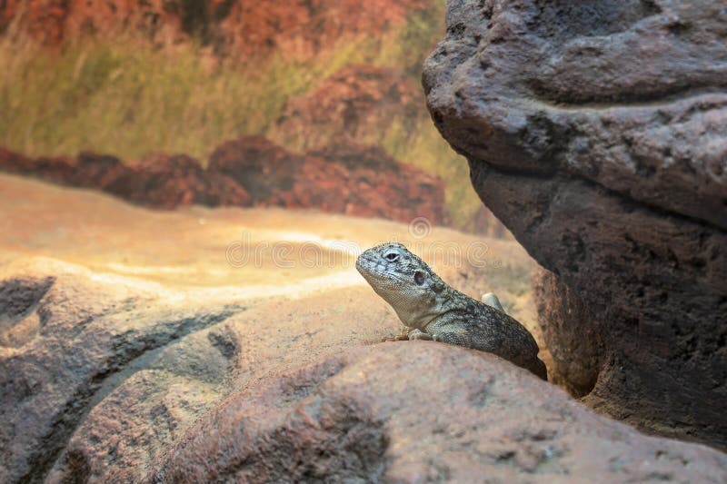 A Lizard Sunning Itself on a Rock Stock Photo - Image of reptile ...