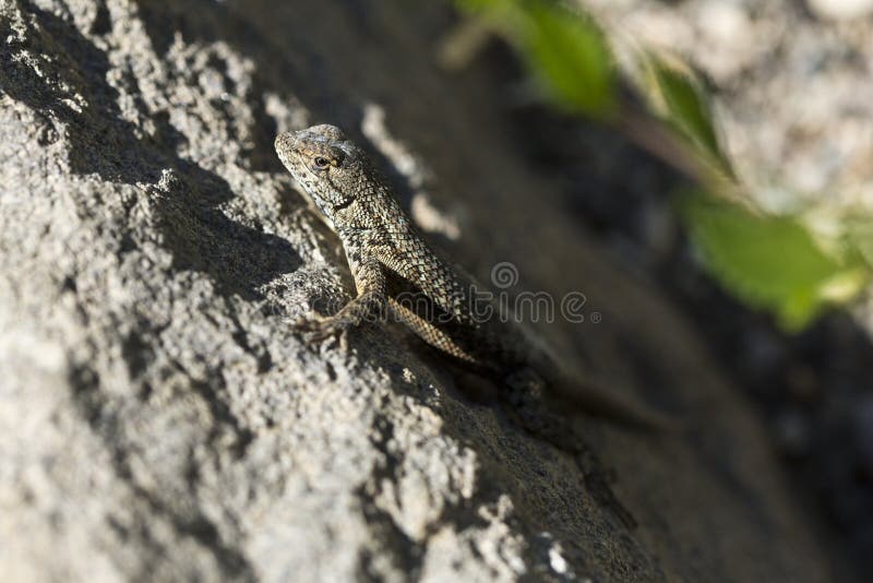 Lizard sunning on a rock stock image. Image of desert - 41374109