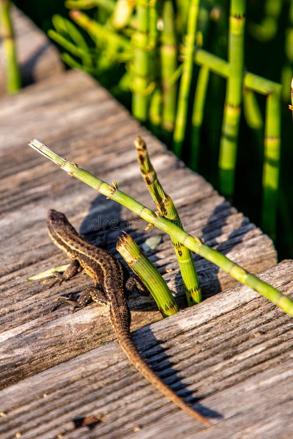 Lizard in a Swamp at Sunset Stock Photo - Image of plant, dead: 320369202