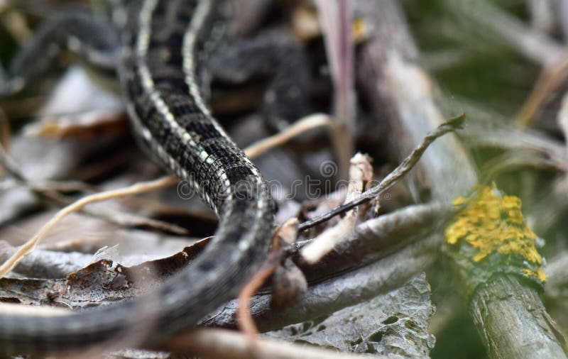 Lizard Tail on the Grass in the Forest, Closeup of Photo Stock Image ...