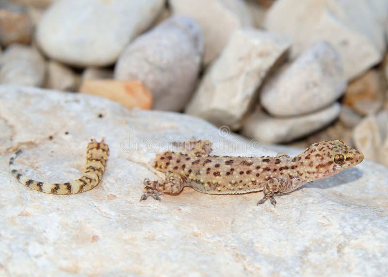 Lizard Tail Loss - Mediterranean Gecko Stock Image - Image of isolated ...