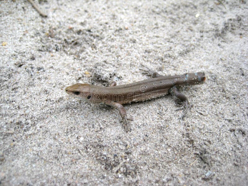 Lizard without Tail Macro Photo Stock Photo - Image of gray, sand ...