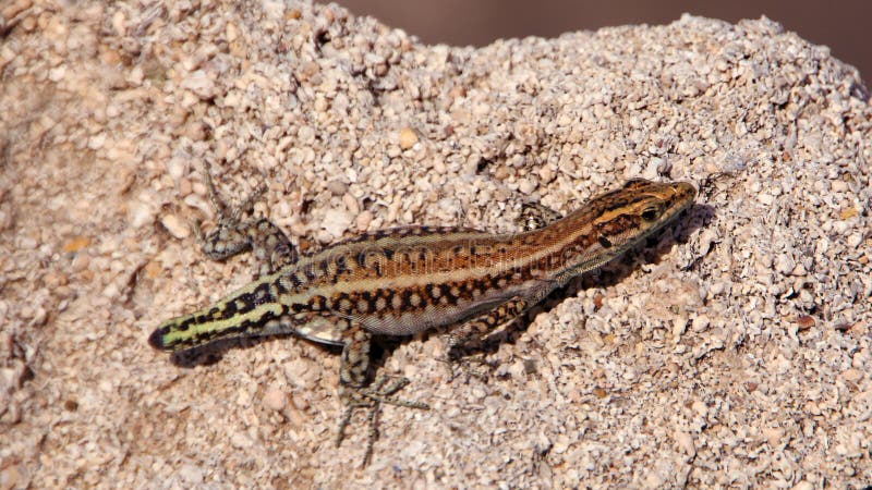 Lizard Tail Loss - Mediterranean Gecko Stock Photo - Image of lizard ...