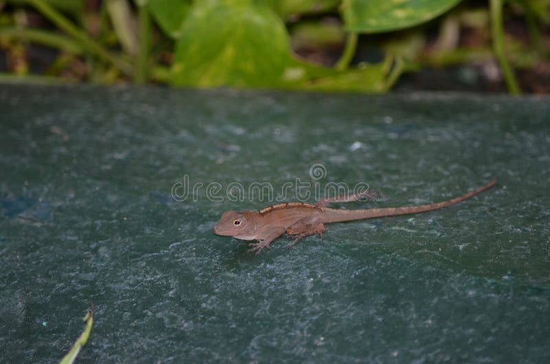 Lizard stock image. Image of plants, lizard, morning - 89711045