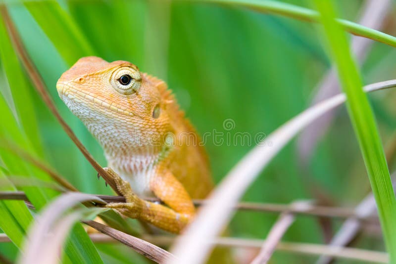 Lizard Taking Refuge in a Cluster of Lemon Grass Stock Photo - Image of ...
