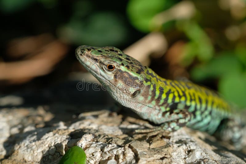 Lizard Taking Sun on a Rock Stock Photo - Image of animal, rock: 137378974