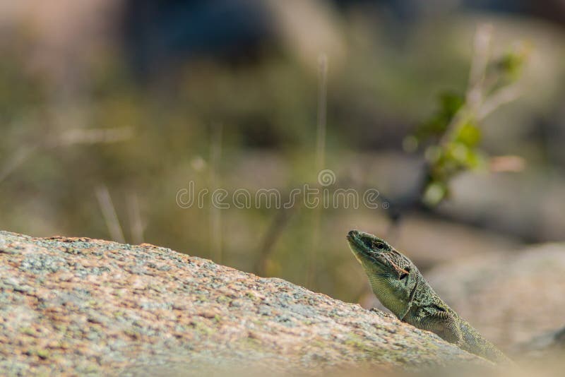 Lizard taking a sunbath stock photo. Image of colorful - 53830056