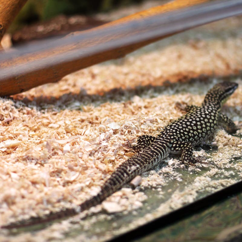 Lizard in the terrarium stock image. Image of skin, branch - 143892443