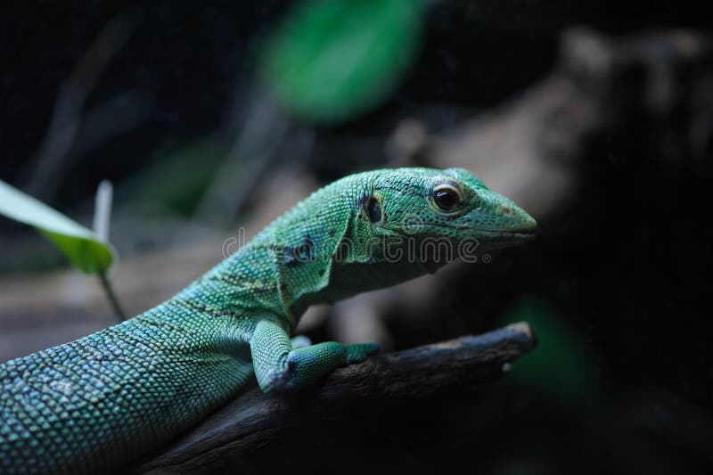 Lizard in the terrarium stock photo. Image of dinosaur - 140293134