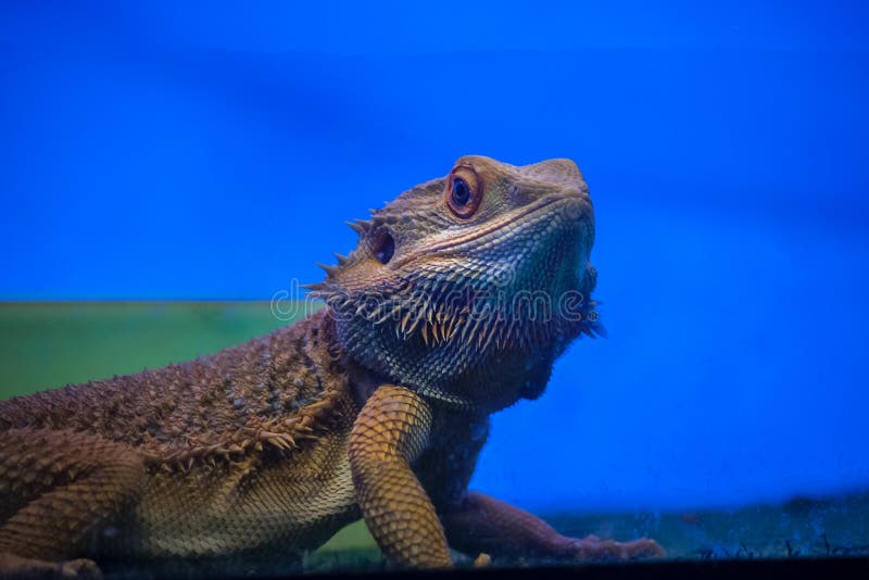 Lizard in a Terrarium. Predatory Lizard is an Excellent Pet Stock Photo ...