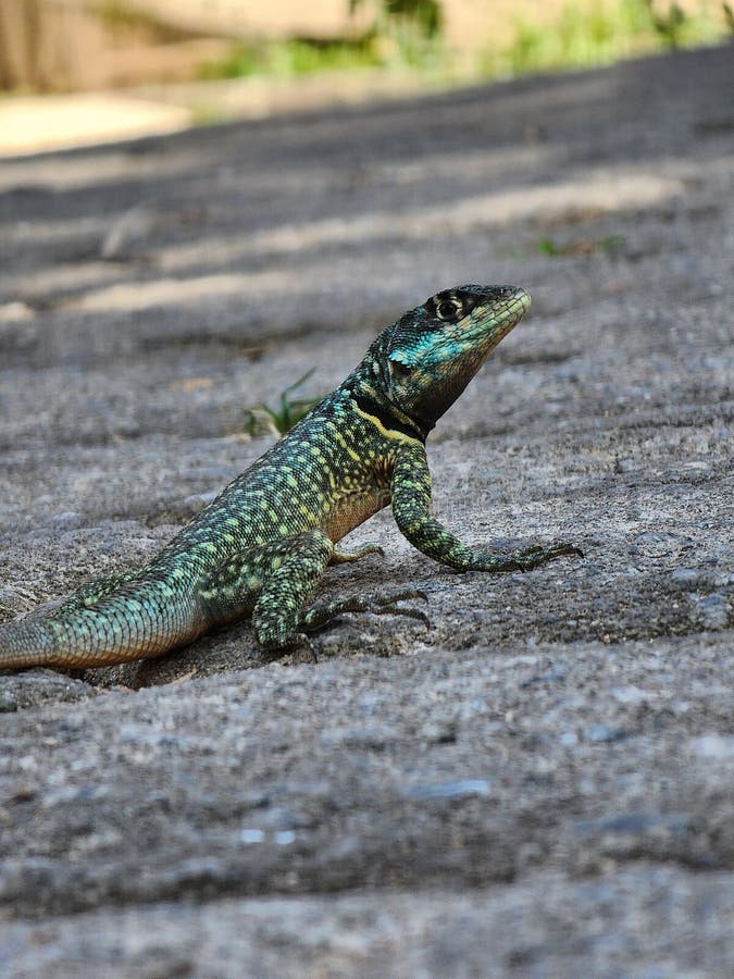 Lizard on Textured Grey Surface Stock Illustration - Illustration of ...