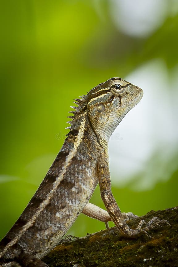 A Lizard is Sitting on a Tree Branch Stock Image - Image of snake ...