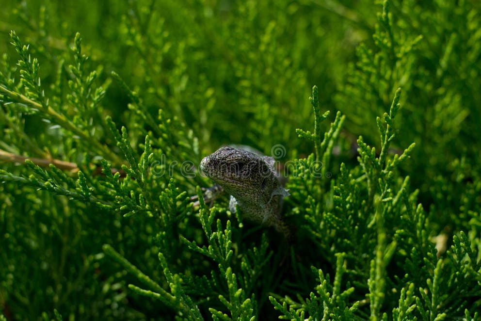 Lizard in the Thuja Green Bush Stock Photo - Image of lush, bush: 50651224