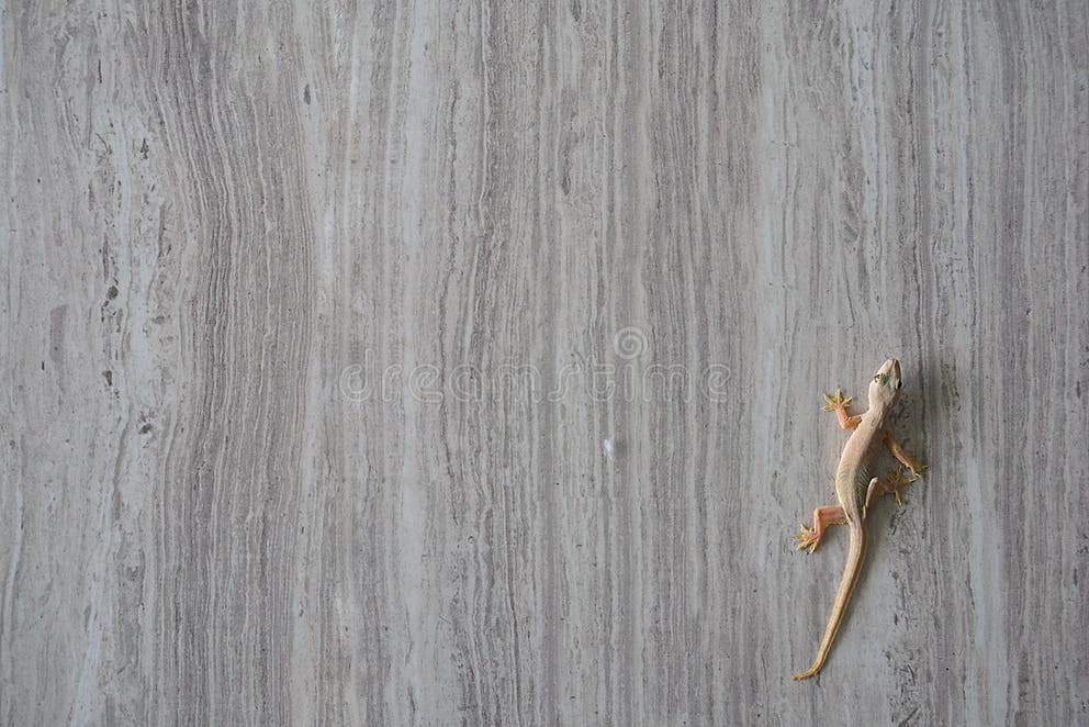 Lizard stock image. Image of change, gecko, decorative - 98230355