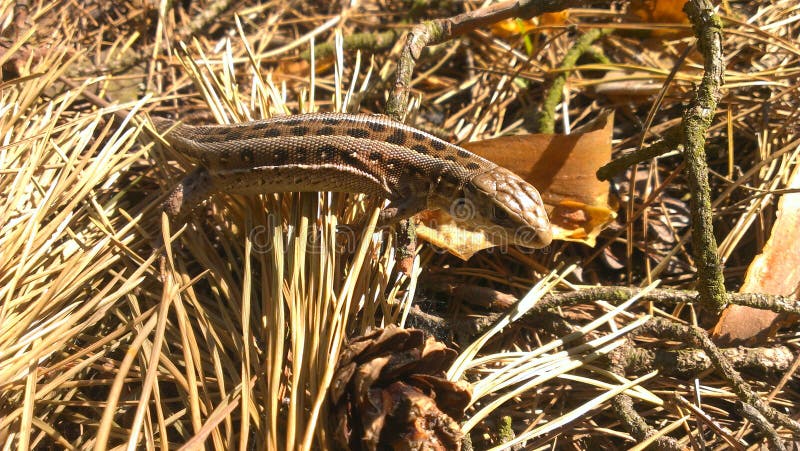 Lizard stock image. Image of calm, prepare, beautiful - 60662917