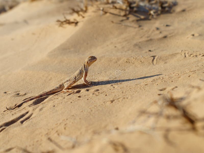 Lizard Toadhead Agama in the Sand Dunes and Long Shadow in the Evening ...