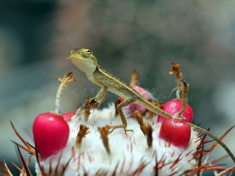 Lizard on top of cactus stock image. Image of life, thorn - 16592655