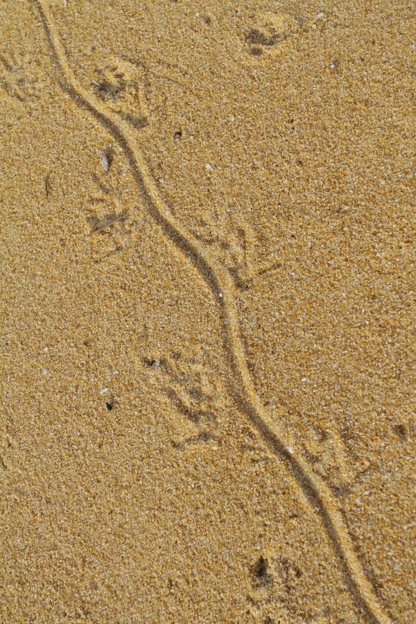 Iguana Track in Sand on a Beach Stock Photo - Image of lizard, wild ...