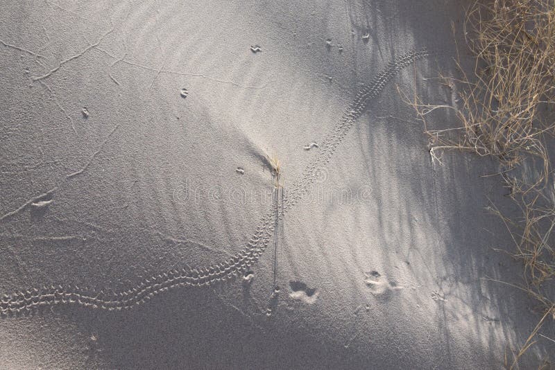 Lizard Tracks on Desert Sand Stock Photo - Image of ripples, background ...