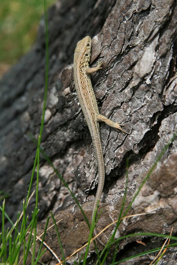 Lizard on a tree stock photo. Image of black, exotic - 17489384