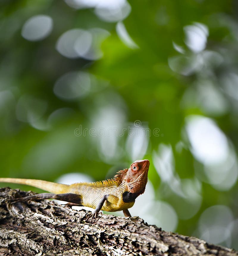 Lizard on tree stock photo. Image of clothing, person - 182135982