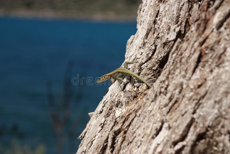 Lizard On The Tree Picture. Image: 20002626
