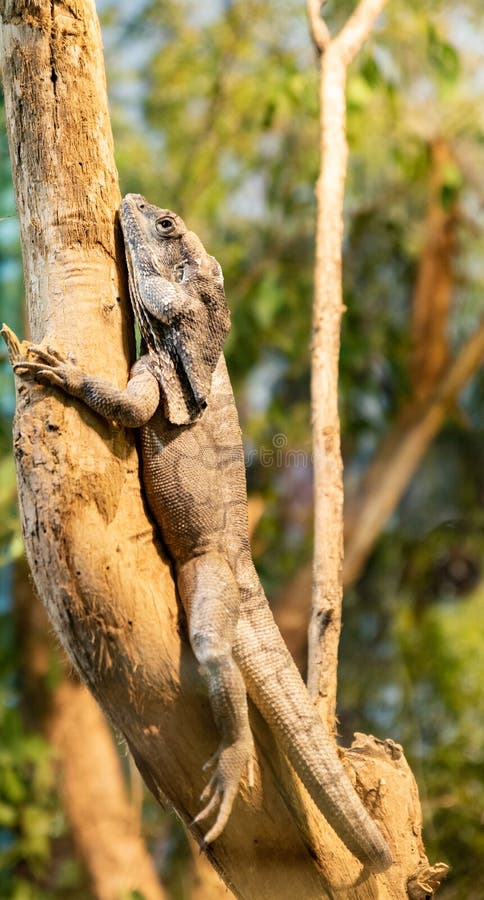 Lizard on a tree branch stock photo. Image of natural - 73798476