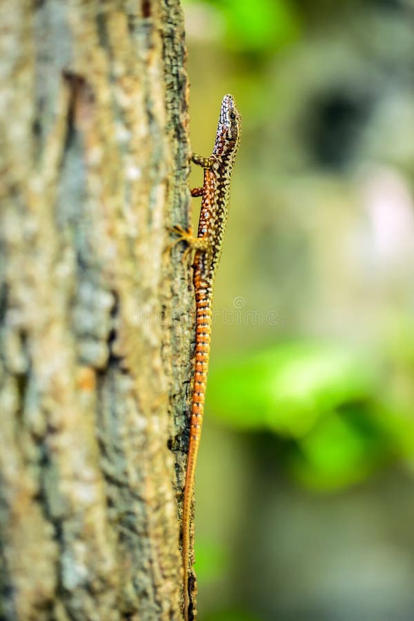 Lizard on a tree bark stock image. Image of ground, outdoors - 70920549