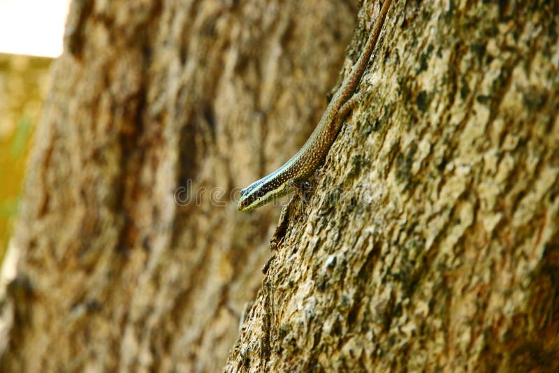 Lizard stock photo. Image of garden, tree, gecko, camouflage - 59281930