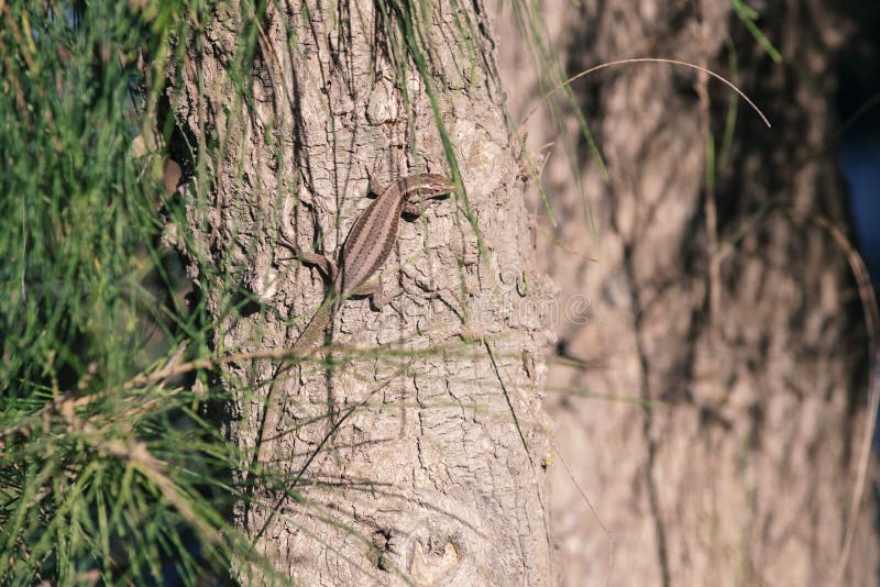 Lizard on tree stock image. Image of needle, pine, green - 169681189