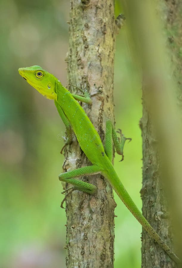 Lizard on a Tree Branch in Backyard Stock Photo - Image of lizard ...