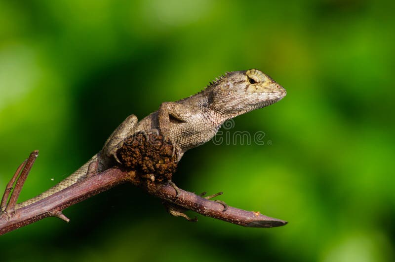 Lizard on a tree branch stock photo. Image of natural - 73798476