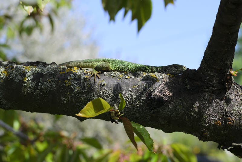 Lizard on a Tree Branch Spring Photo Stock Photo - Image of reptile ...