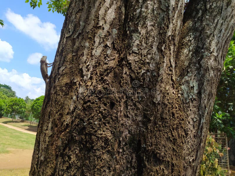 Lizard Bodilima Stock Photos - Free & Royalty-Free Stock Photos from ...