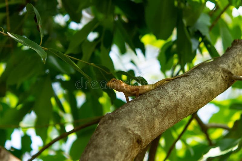 Small Long Tailed Lizard on a Tree. Stock Photo - Image of asian, close ...