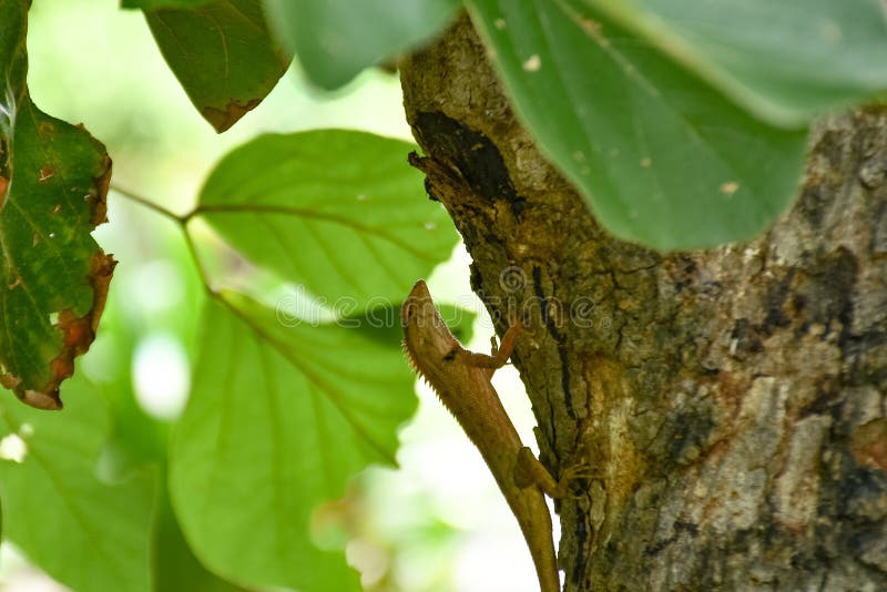 Lizard on a Tree , while the Food Provider Stock Image - Image of ...