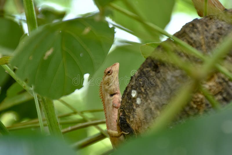 Lizard on a Tree , while the Food Provider Stock Photo - Image of asian ...