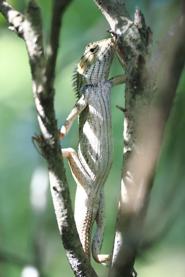 Lizard on tree stock photo. Image of life, wildlife, prey - 32429232