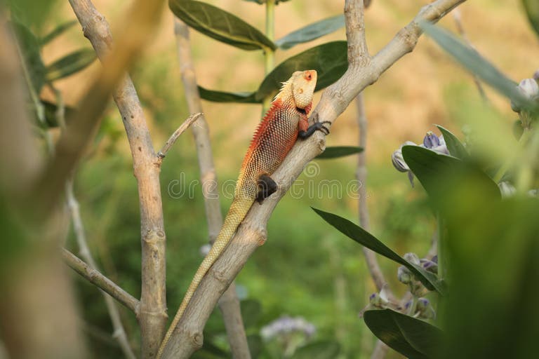 184,354 Lizard Stock Photos - Free & Royalty-Free Stock Photos from ...