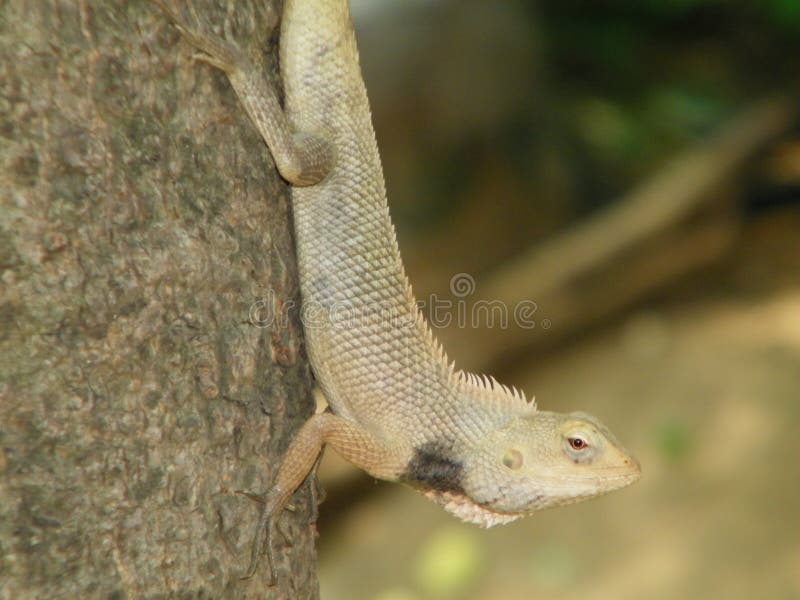 The lizard in the tree stock image. Image of hand, china - 128034923