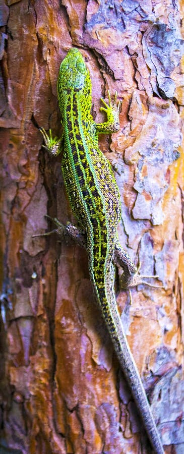 Lizard on a tree stock image. Image of oriental, antigua - 120094199