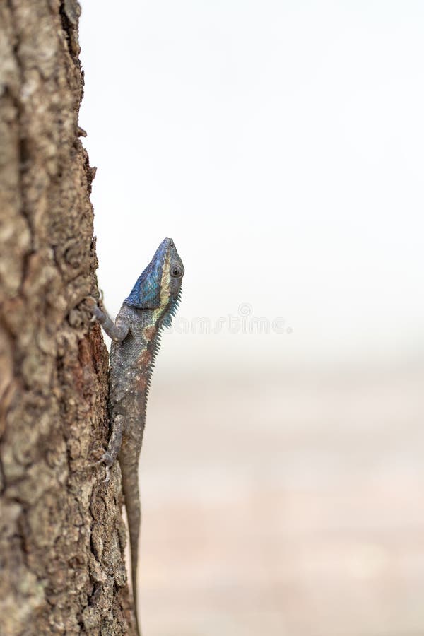 Lizard on a tree branch stock photo. Image of natural - 73798476