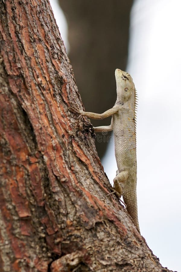 Lizard on a Tree Looking Up Stock Photo - Image of tropical, wildlife ...